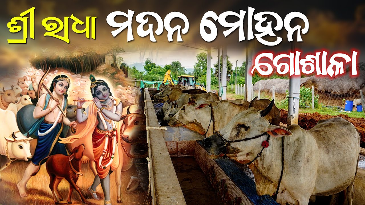 Madan Mohan Goshala || Digapahandi @GomataSevaForum - YouTube