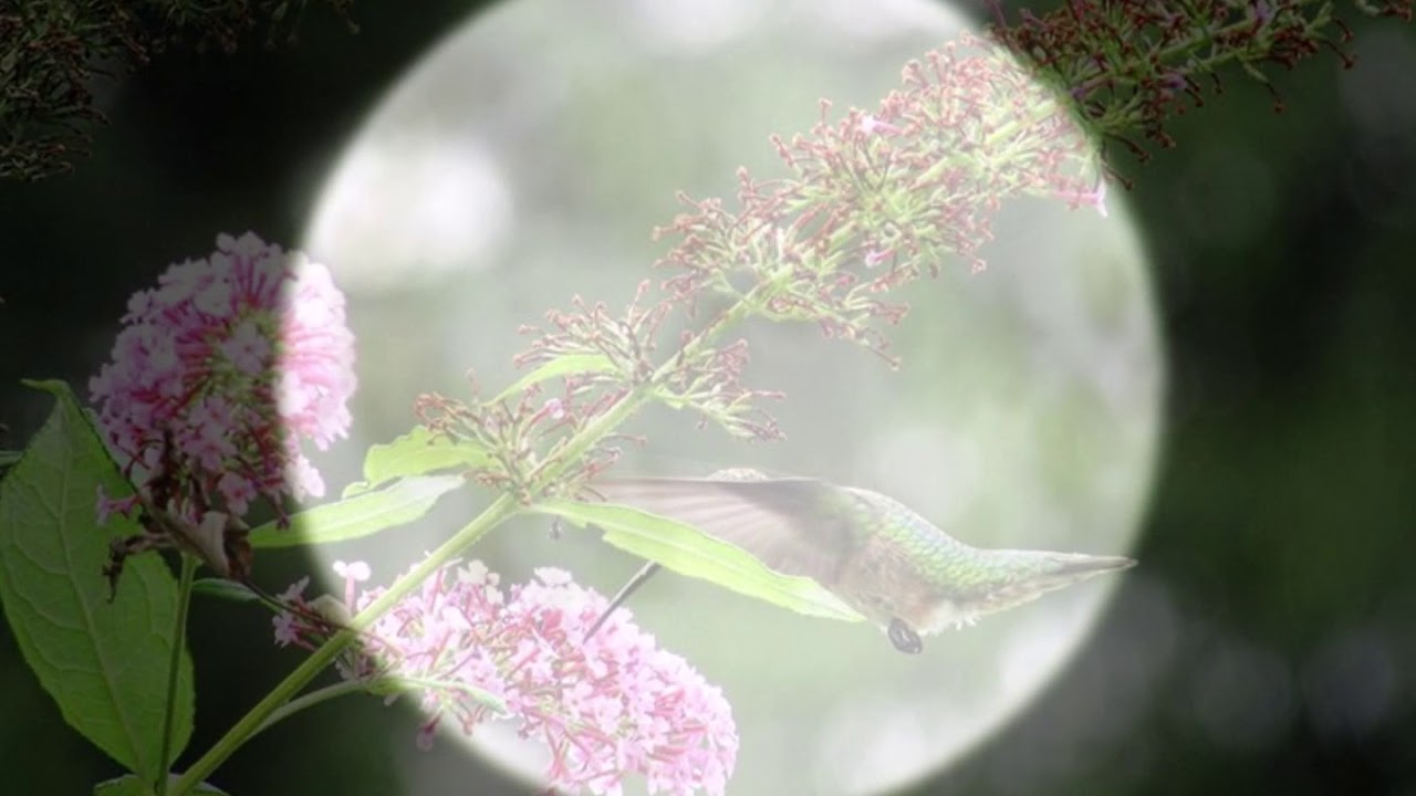 hummingbird - YouTube