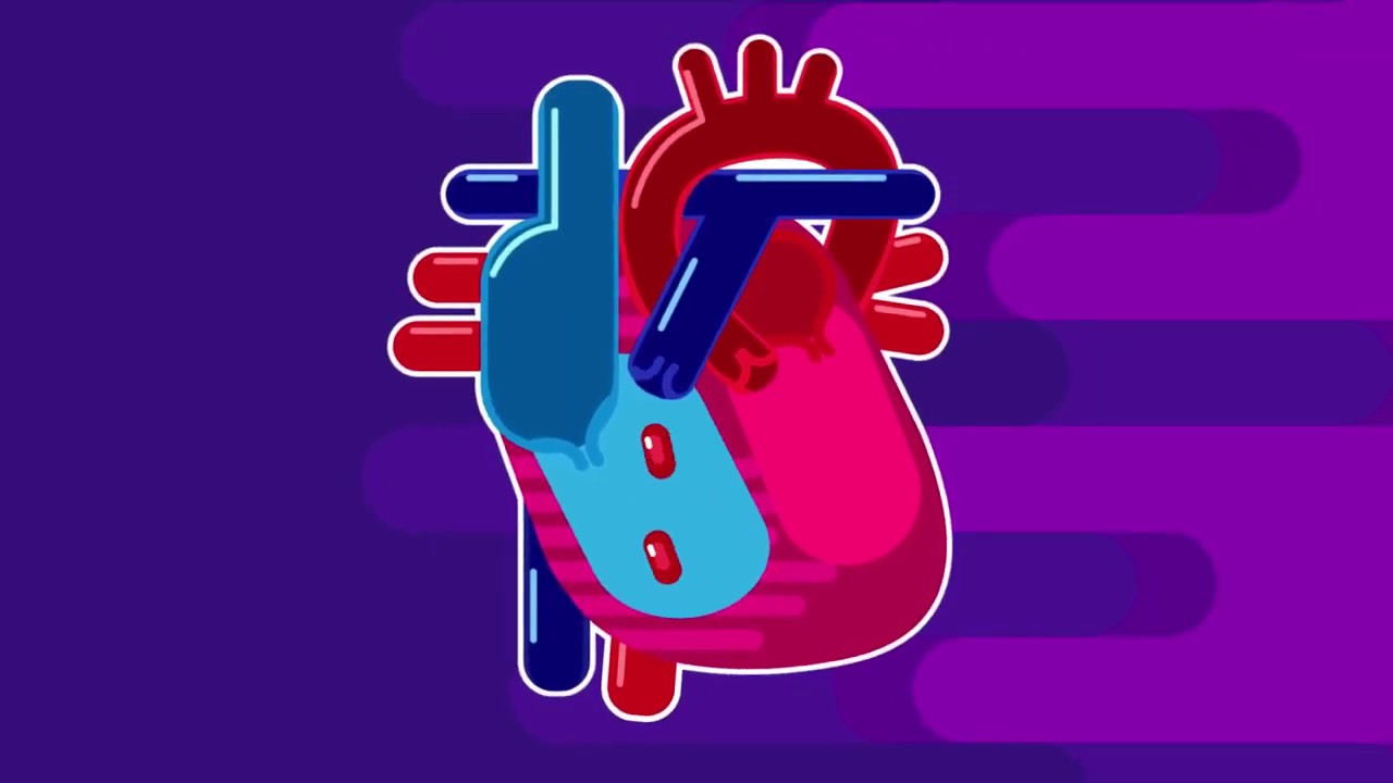 How The Heart Works YouTube how-the-heart-works-youtube