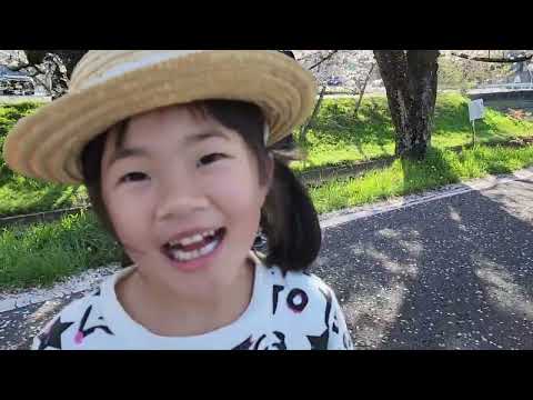 Mùa Hoa Anh Đào ở Nhật Bản 🇯🇵 | Sakura in Japan