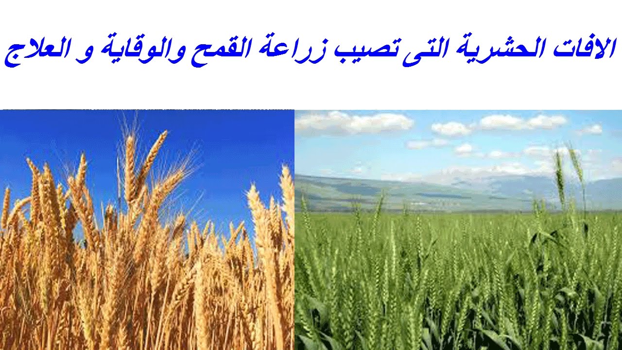 الافات الحشرية التى تصيب زراعة القمح والوقاية و العلاج Youtube