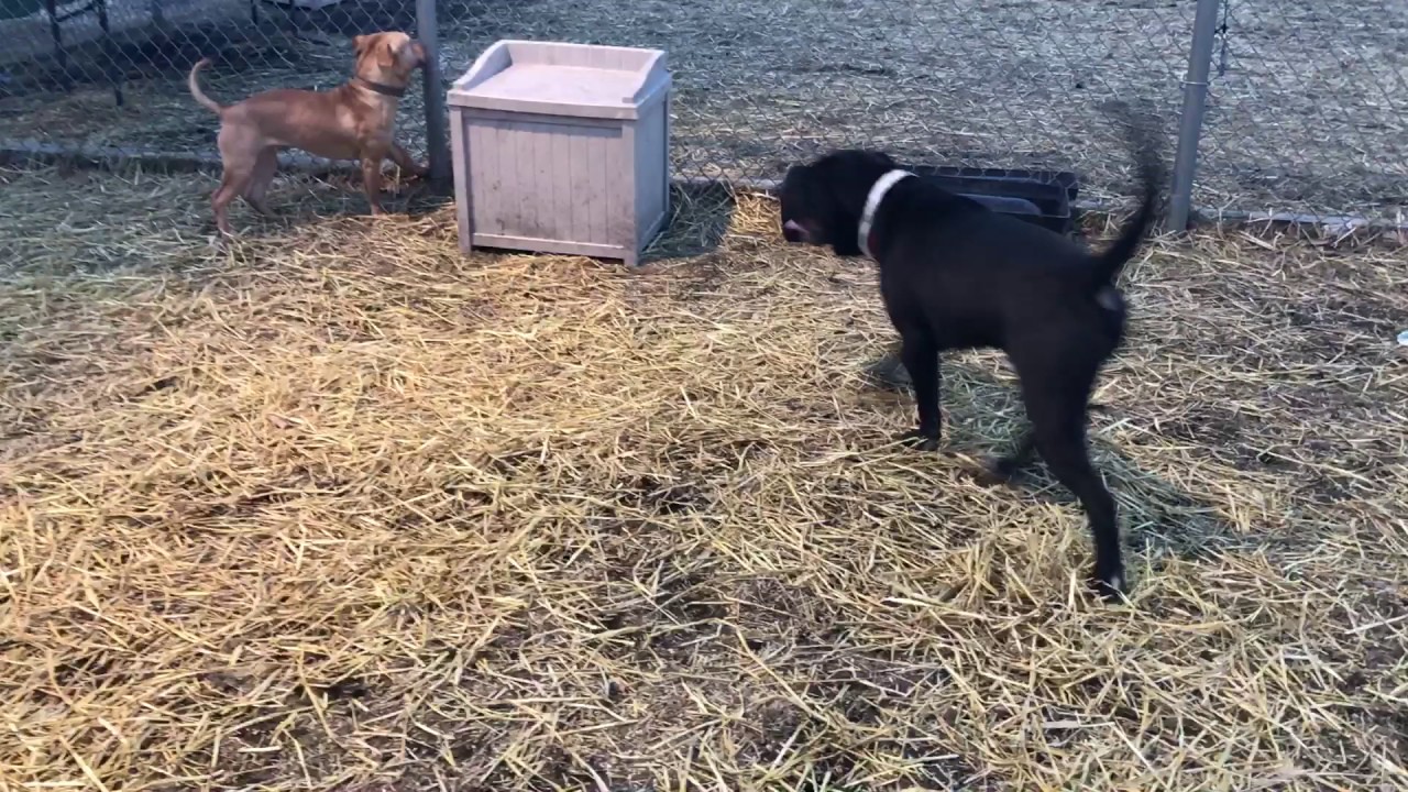 Munchkin (A161003) & CCD Lumpy Rutherford (A161012) - YouTube