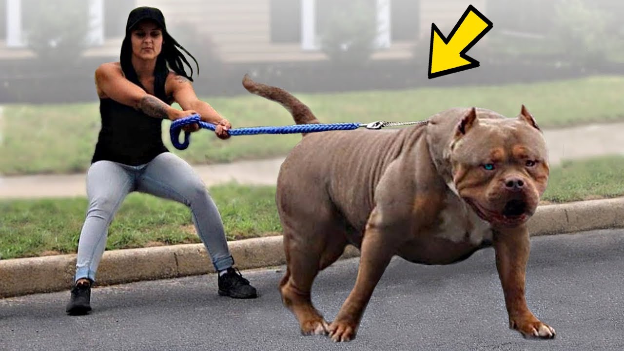 9 Razas de Perros BULLDOG 🐂 - Tipos de Bulldogs - YouTube