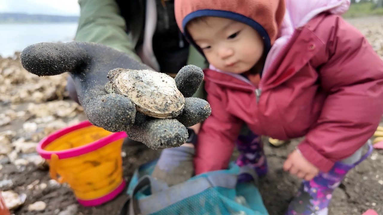 Digging up Clams & Oysters at Potlatch State Park Hood Canal with My ...