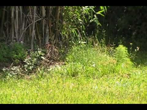 Recording BobWhite Quail Call - YouTube