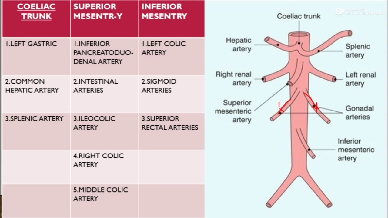 Abdominal Aorta Branches Diagram