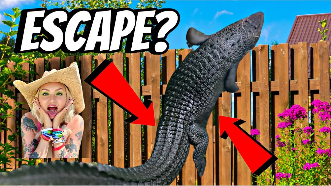 Did our GIANT Saltwater Crocodile Escape?!?! - YouTube