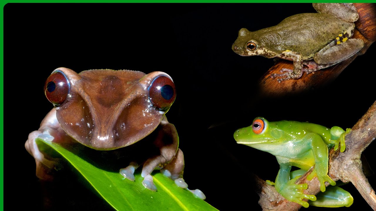 Cantos de sapos n1 / Frog call n 1 - amazing sounds #frogsounds 4K asmr ...