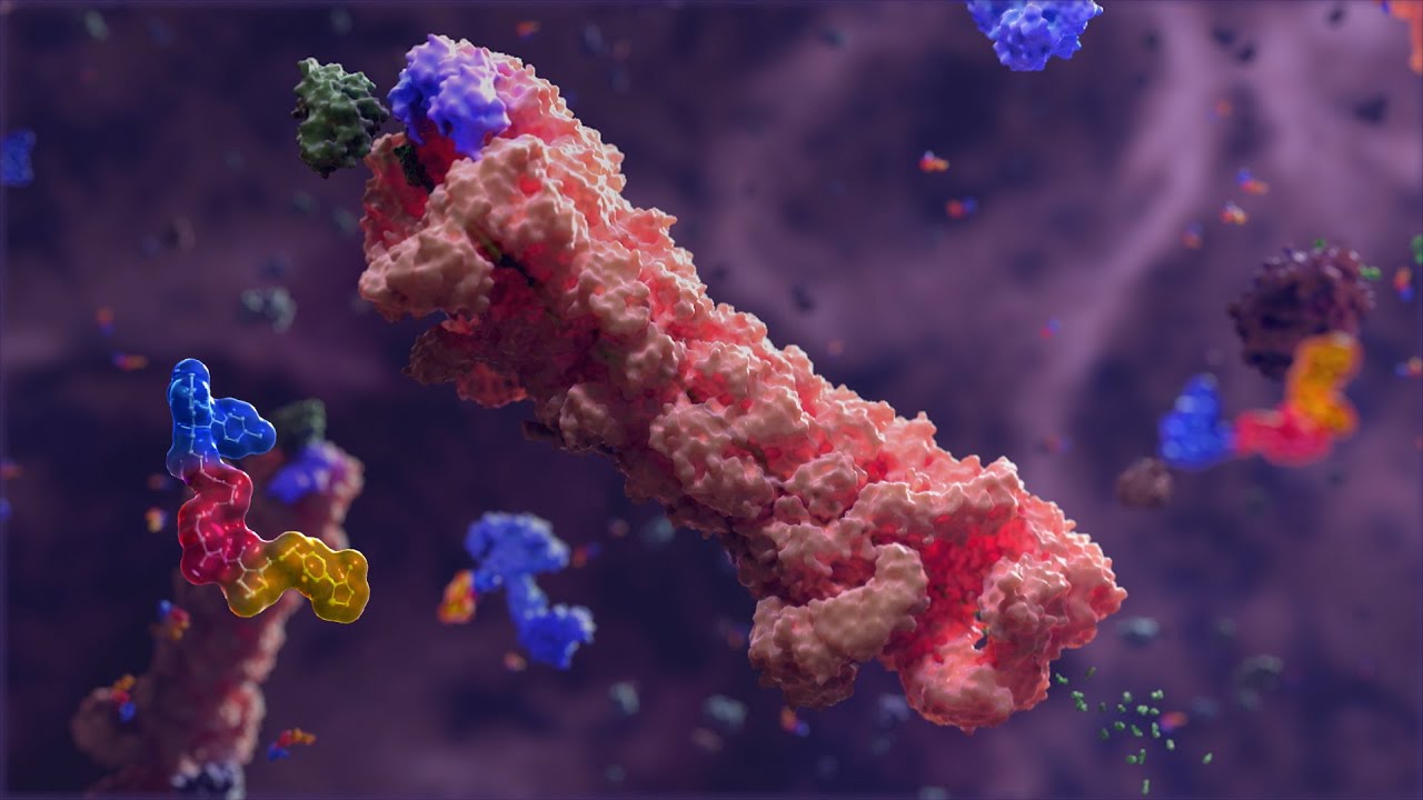 Targeted Protein Degradation | MOA Animation - YouTube