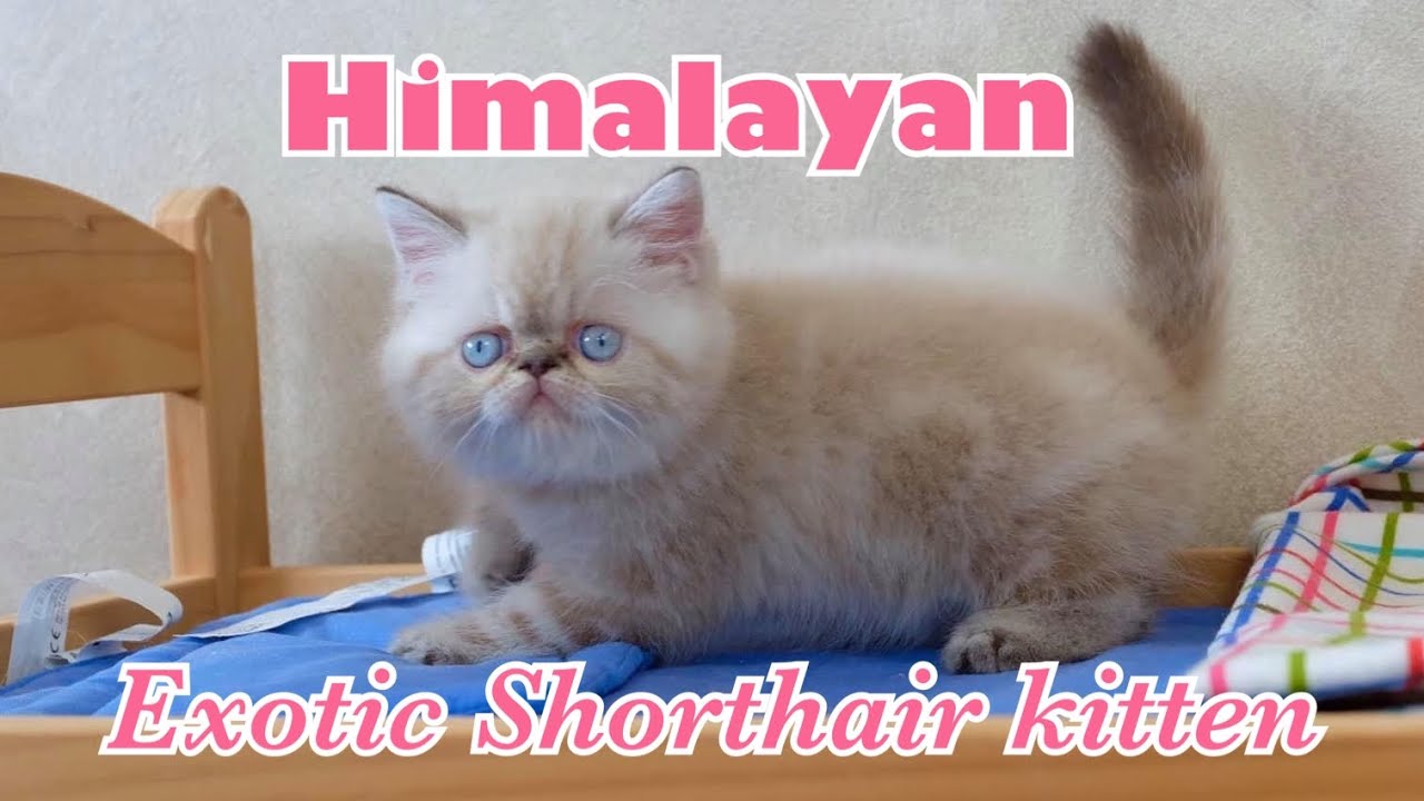 Exotic short hair Himalayan - YouTube