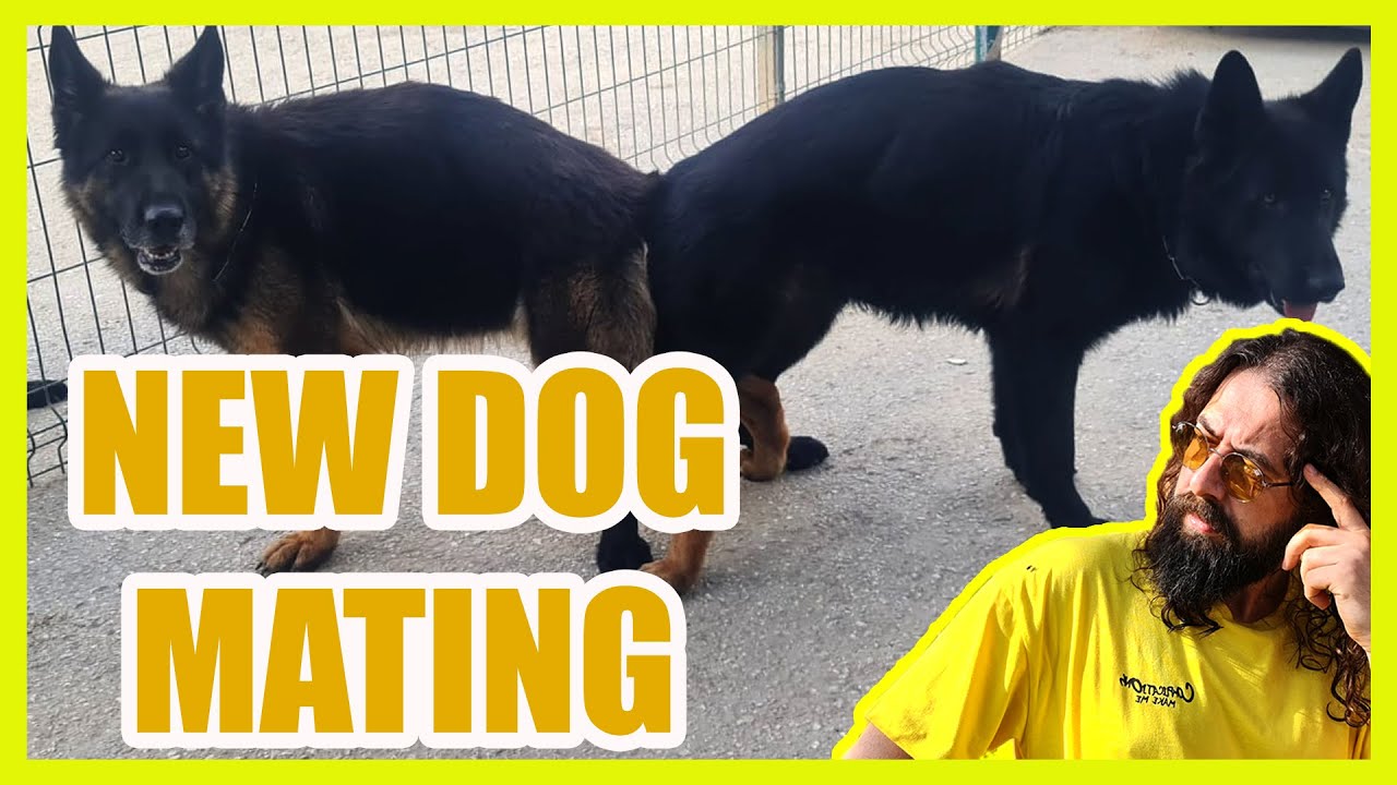 NEW DOG MATING - GERMAN SHEPHERD DOG MATING - YouTube
