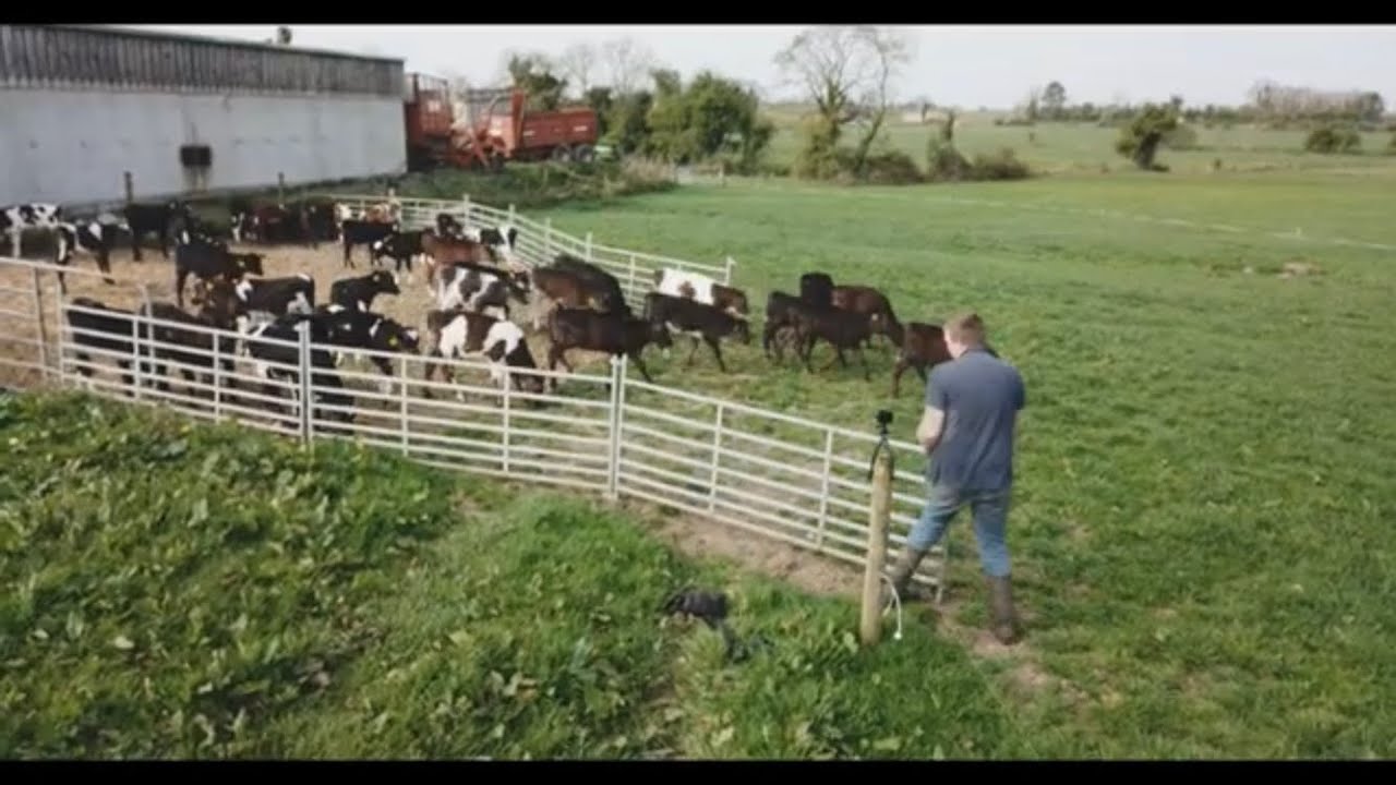 CALVES 1ST TIME ON GRASS AND THEY BREAK OUT - YouTube