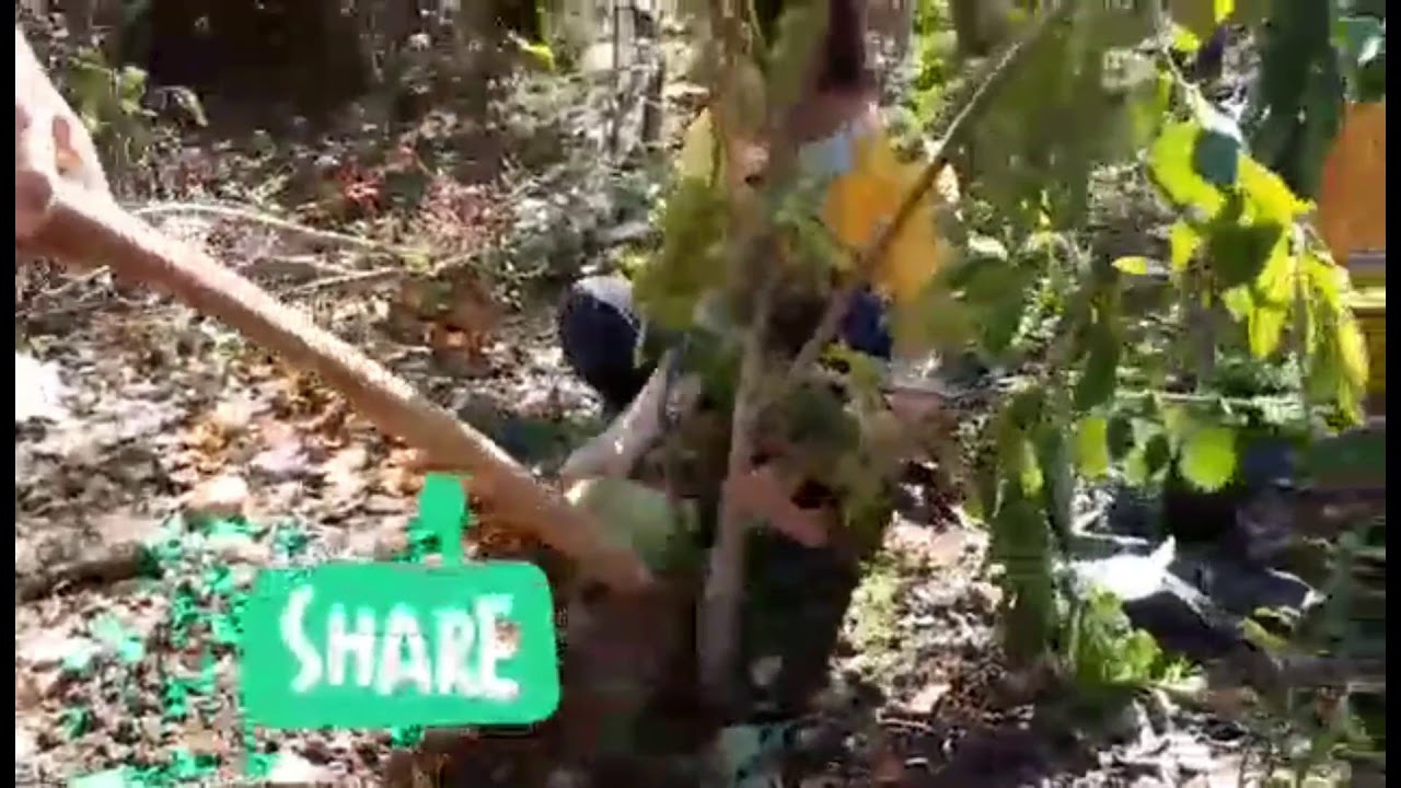 Aratilis marcotting #kerson tree #marcotting #Alatiris - YouTube