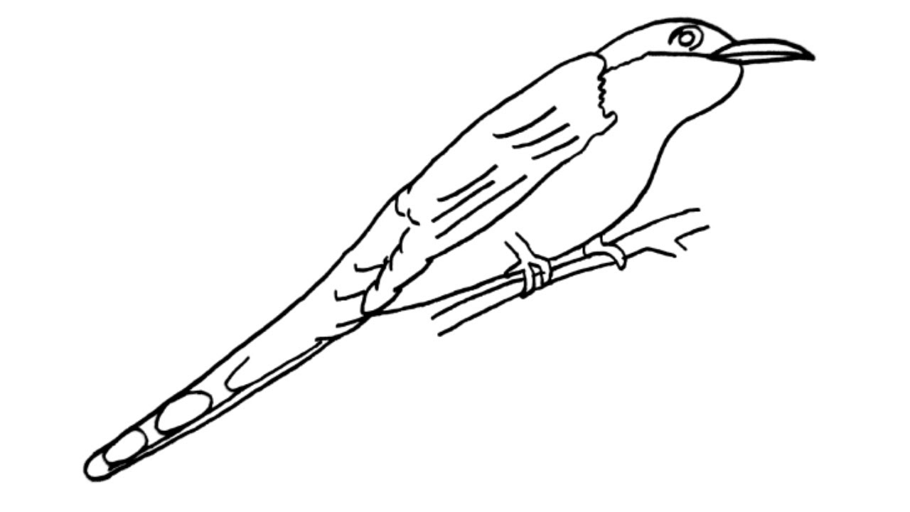 How to Draw Yellow Billed Cuckoo Easy Step by Step - YouTube