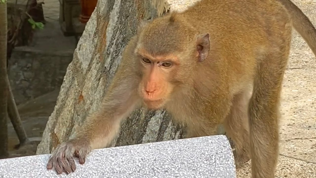 Monkey begging for food #viral #monkey - YouTube