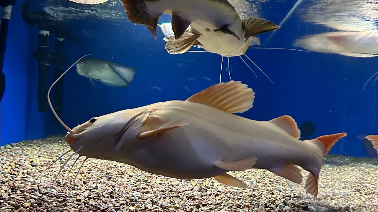 FEEDING monster fish in a 540 gallon aquarium - YouTube