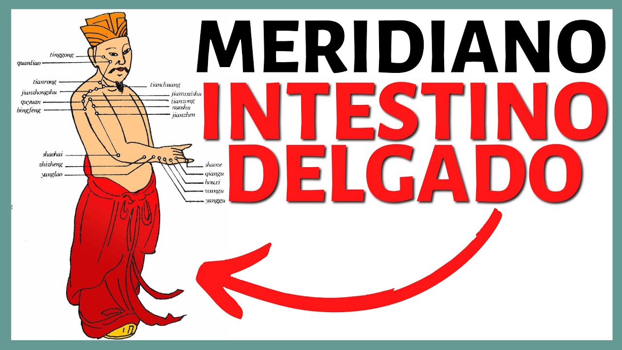 🔥 MERIDIANO INTESTINO DELGADO 🔥 Recorrido, Función y MÁS | ☯ 12 ...