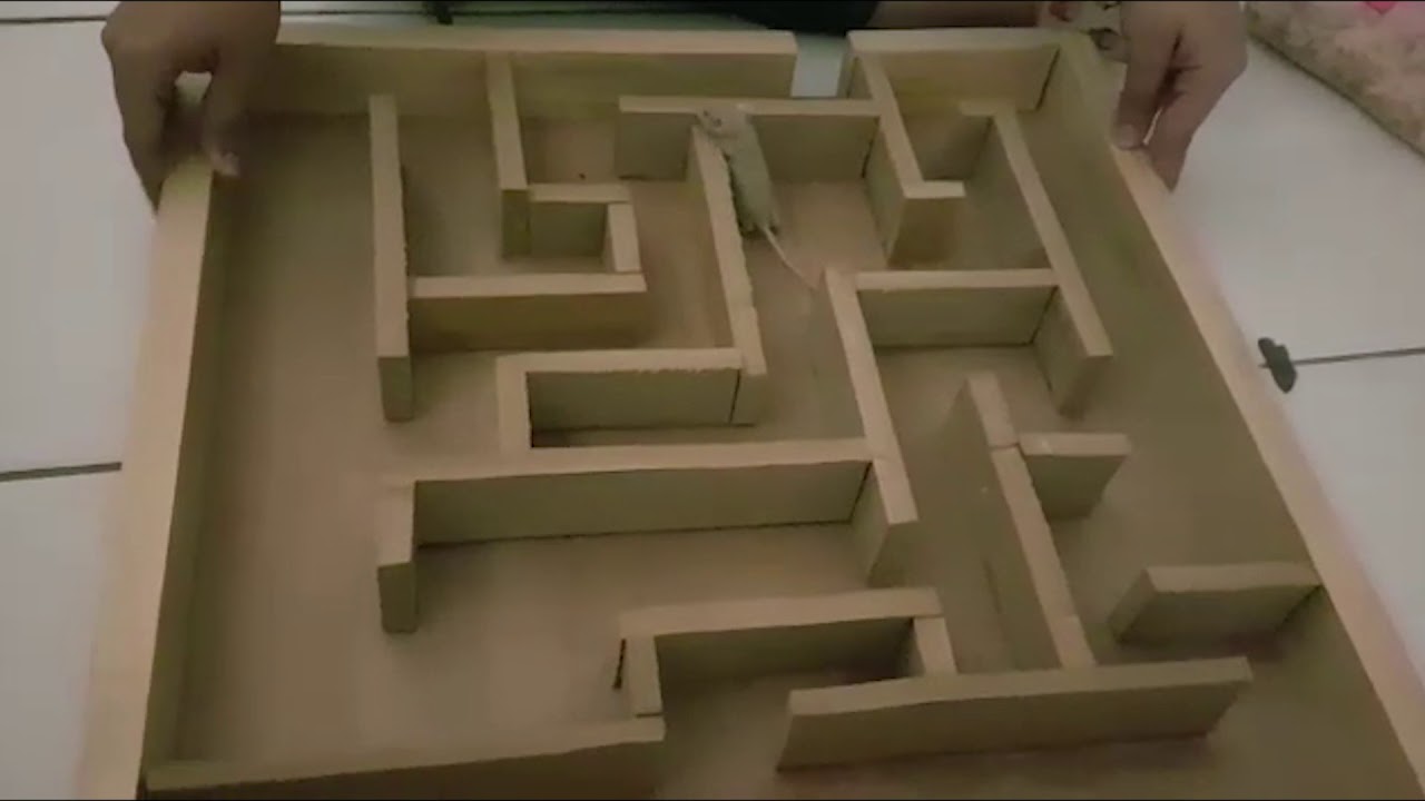 Experimento del laberinto - Psicología Experimental - YouTube