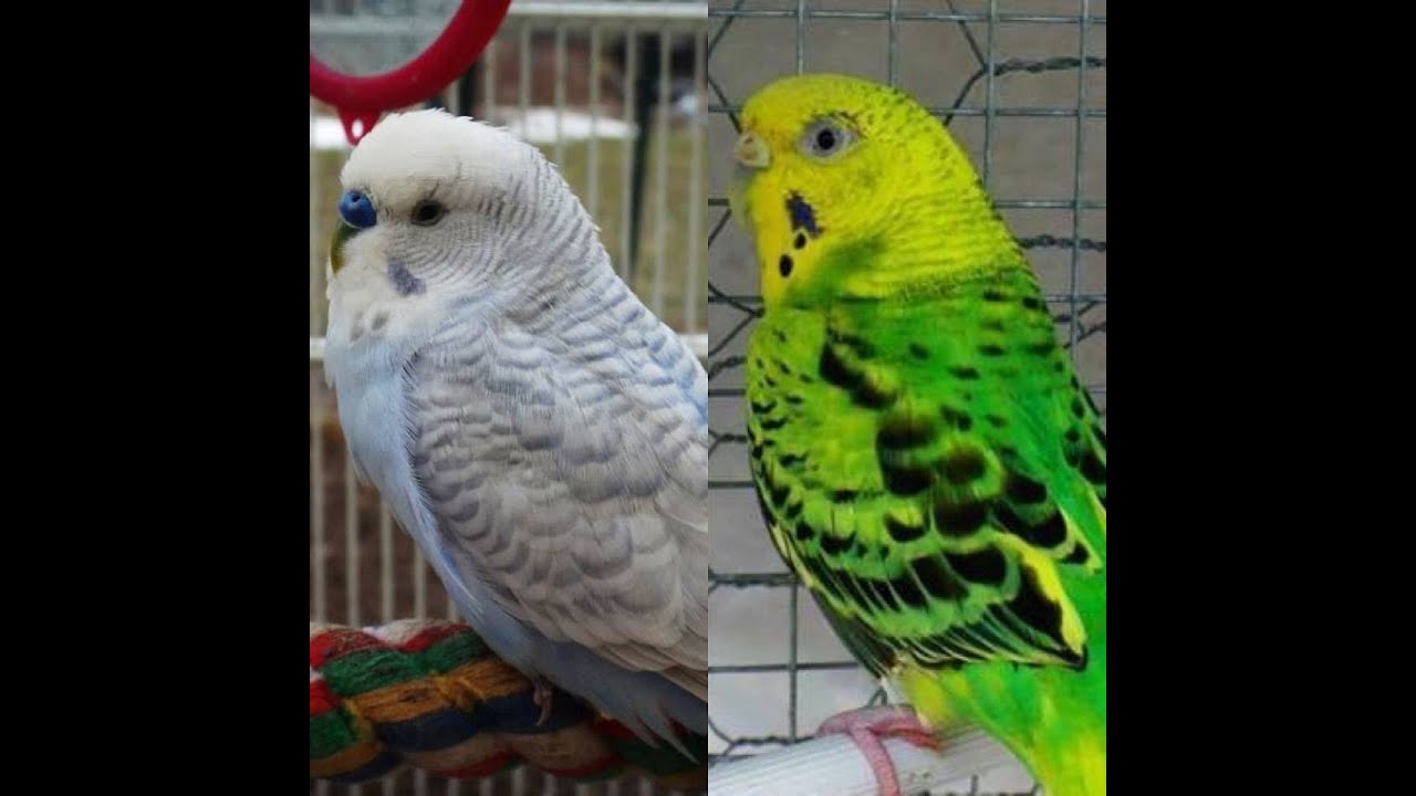 Budgie/Parakeet Hatchling To Fledgling(Splash And Lil Jenny's Clutch ...