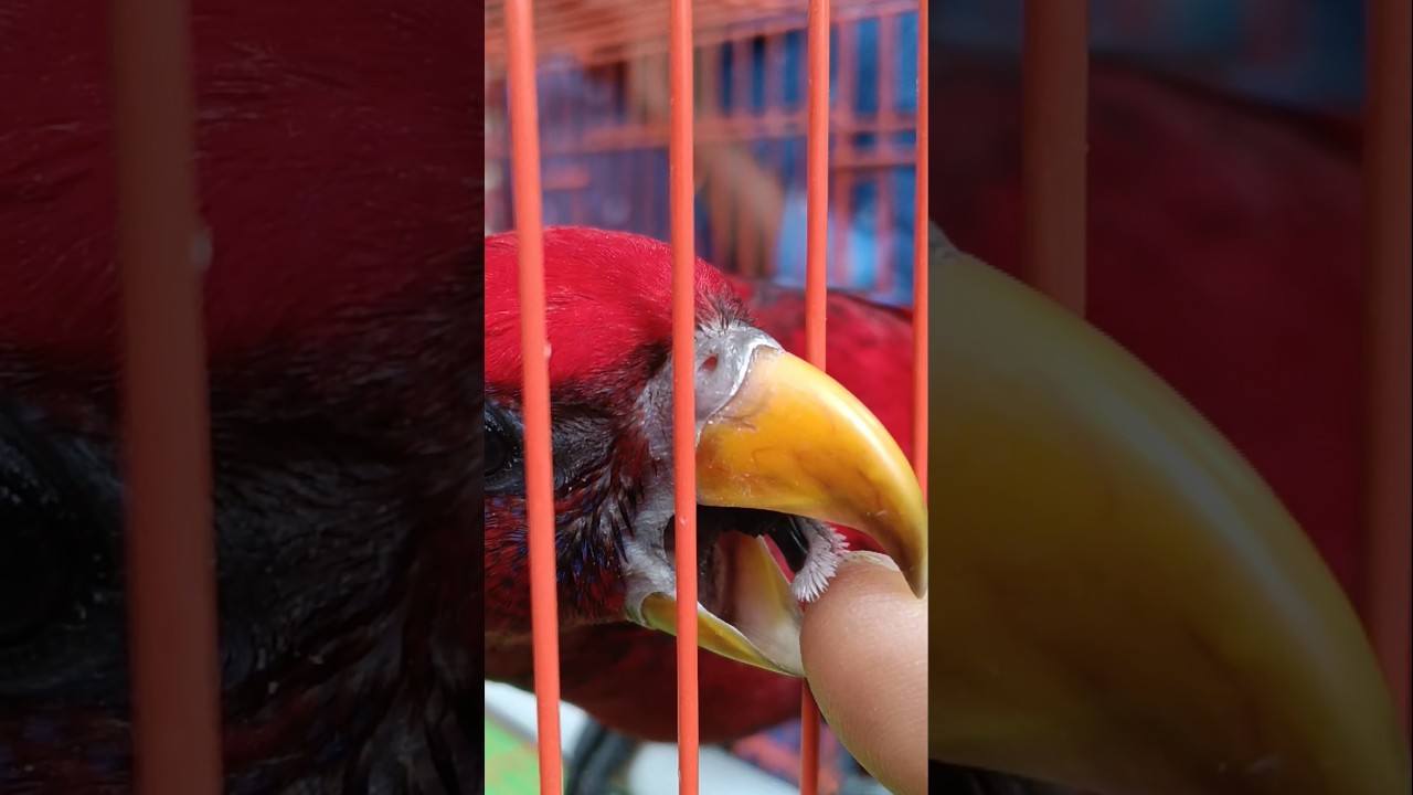 RED LORY (Eos bornea) Nectar Hunter. - YouTube