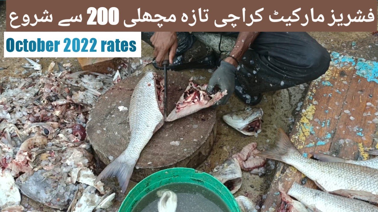 Fish Market Karachi | Fresh Fishes Same Day Catch | Biggest Fish Market ...
