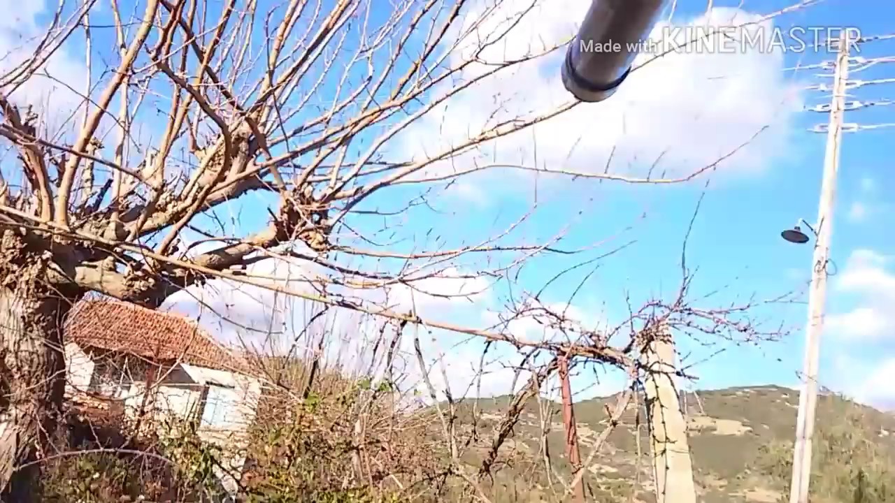 Κυνηγι τσιχλας 2017 (Caccia tordo)hunting thrush part 2 - YouTube