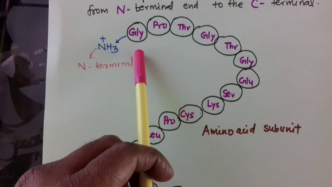 Primary structure of Proteins - YouTube