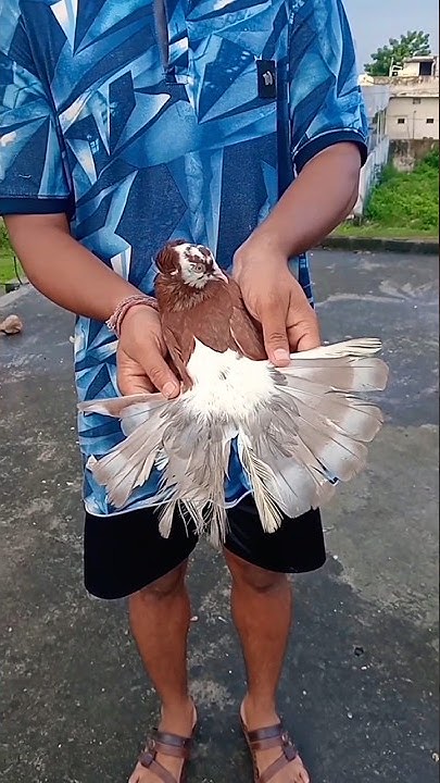 19 August Hum Ne Khet Me Pakda Jakhami Kabootar 🐦🕊️😘aditya Youtube