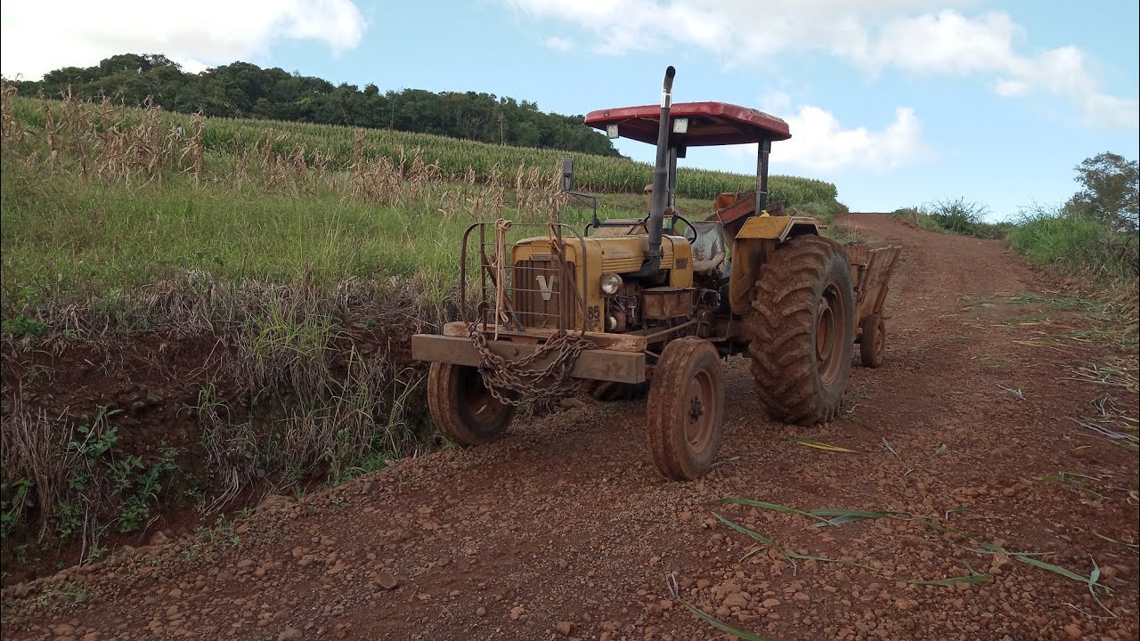 cortando capim elefante - YouTube