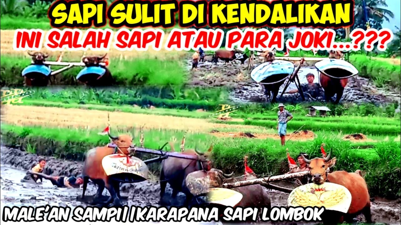 VLOG#84||KARAPAN SAPI LOMBOK||MALE'AN SAMPI - YouTube