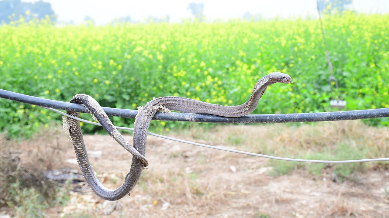 Rescue a big snake from a small room near a tube well | Expert Jogi ...