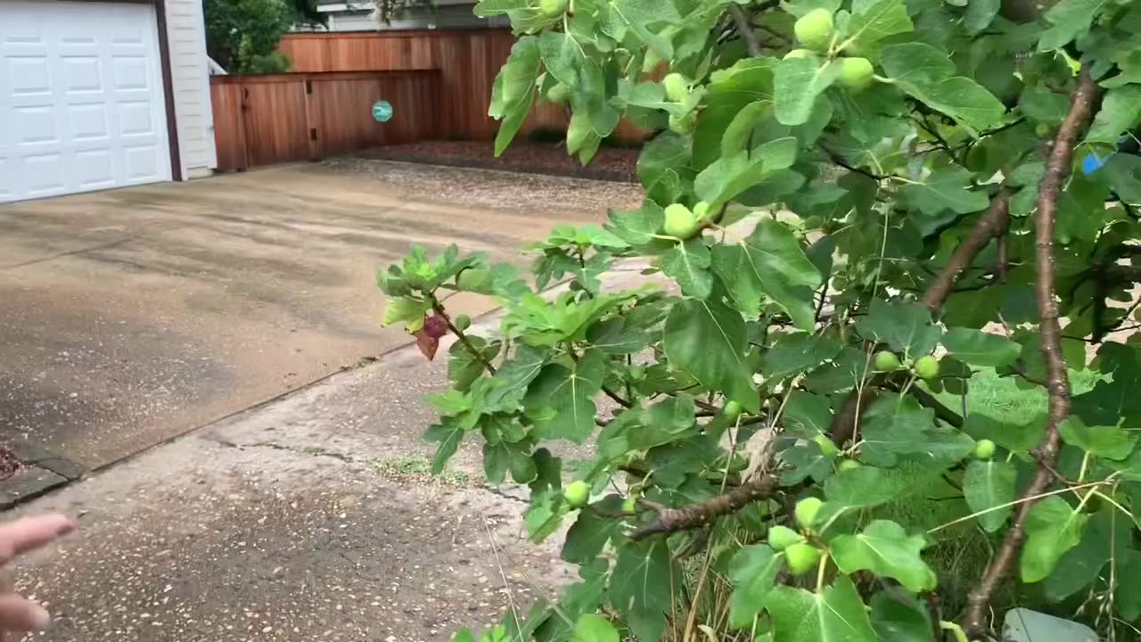 Emily Tilley’s Figs - YouTube