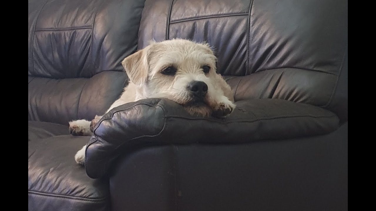 Welcome to Deefa Dogs world. - YouTube