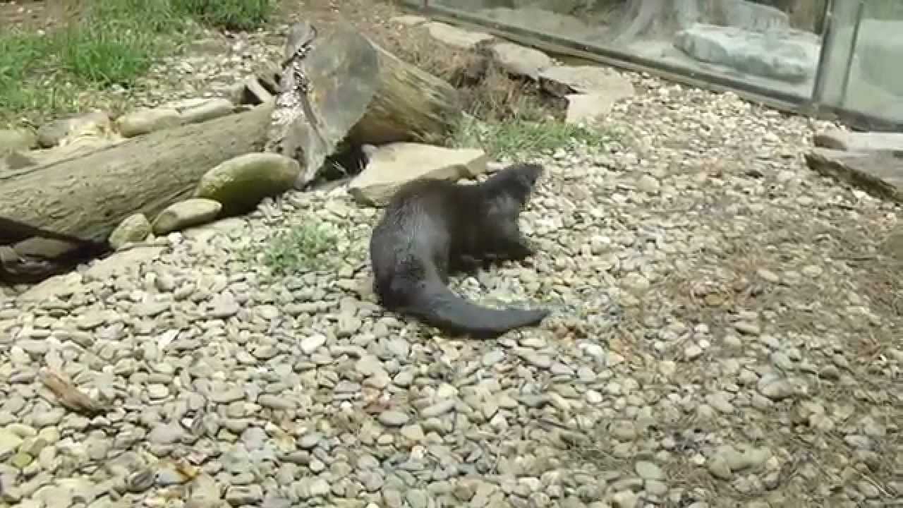 Obie One & Olive Otter - YouTube