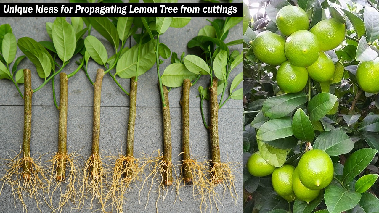 Unique Ideas for propagating Lemon tree from cuttings using Papaya pulp ...