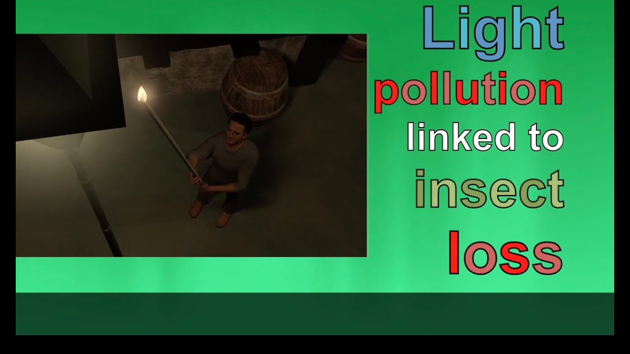 Light pollution linked to insect loss - YouTube