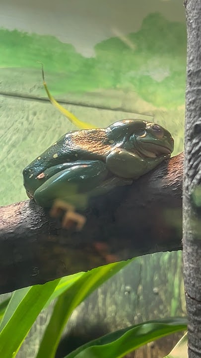 Splendid Tree Frog - Philadelphia Zoo 3/23/23 - YouTube
