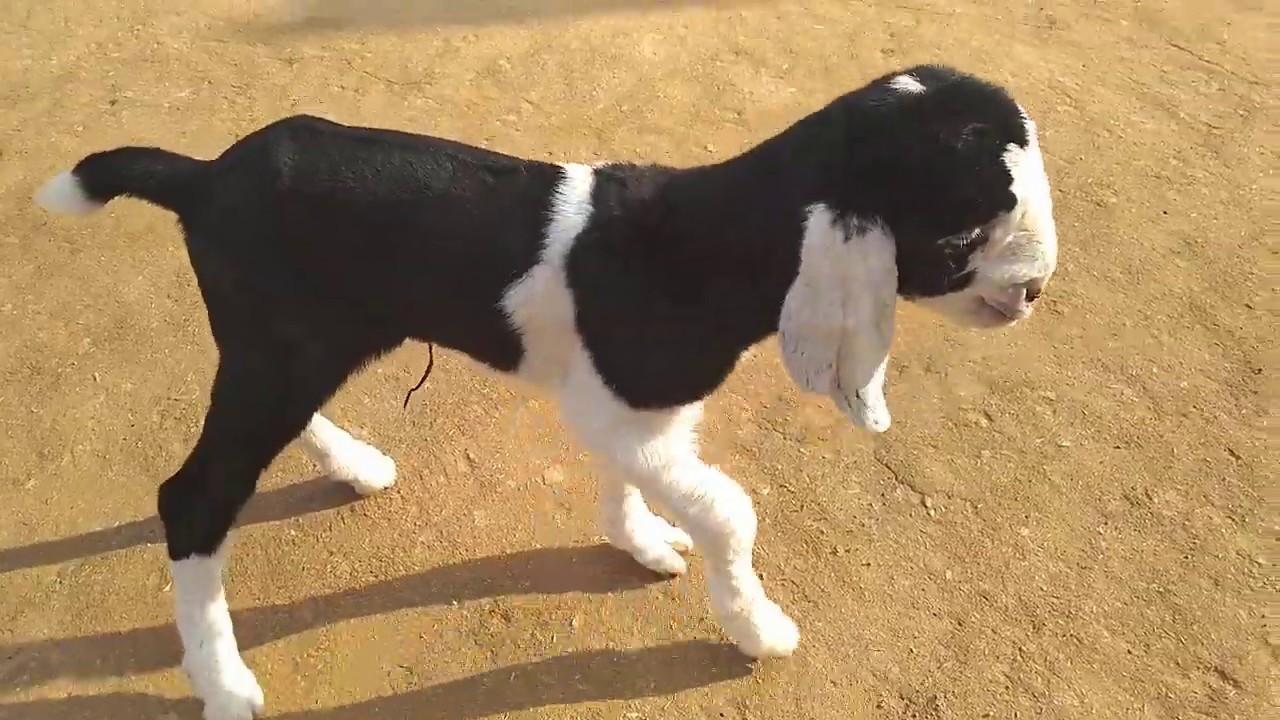Goat Baby Jumping Goat Baby Funny Baby Goat Videos Funny Baby Videos ...