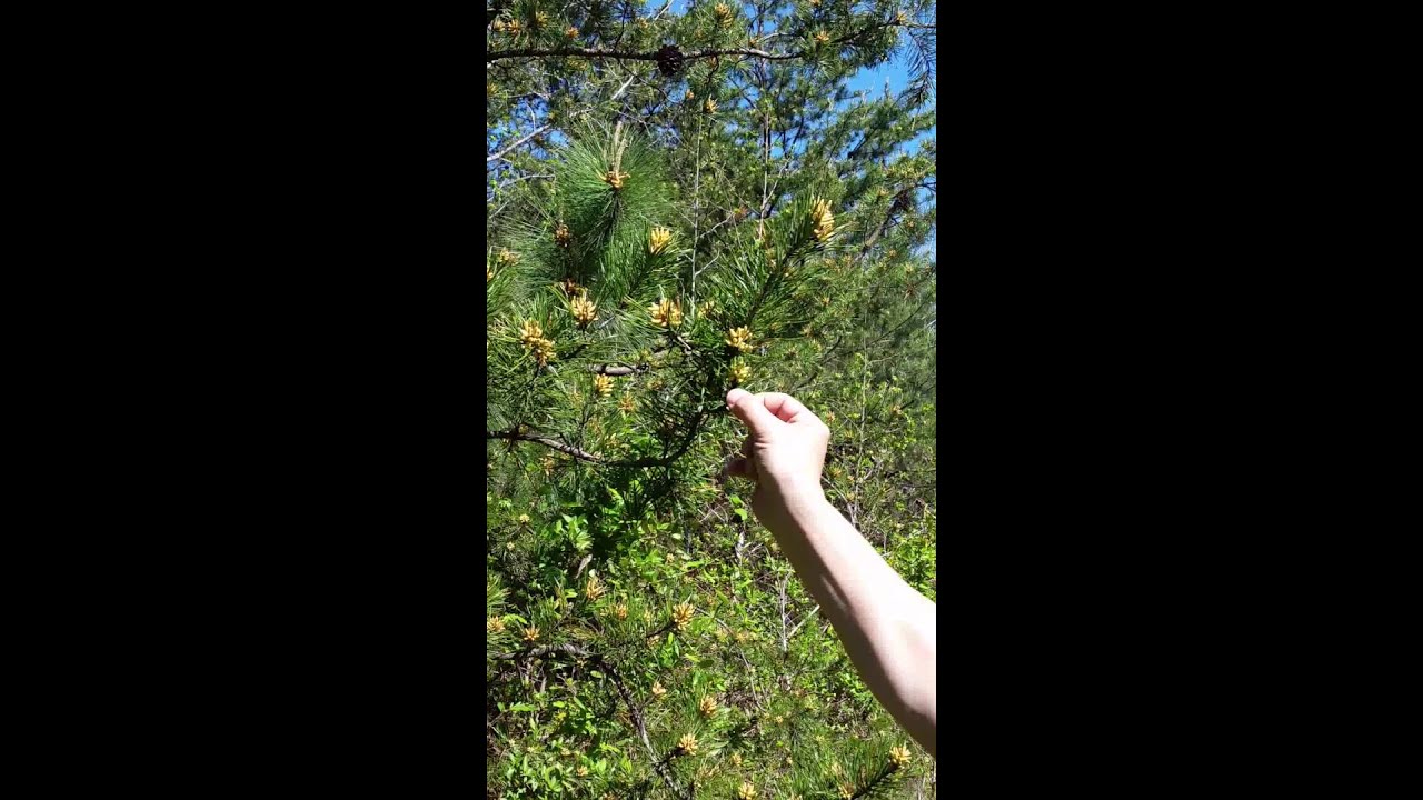 North Carolina Tree Pollen........aaaaahhhchooooo! - YouTube