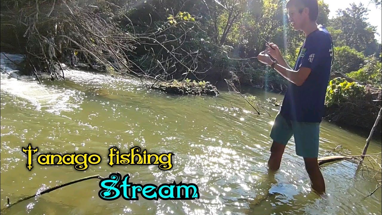 ตกปลาจาดน้ำตกด้วยคัน0.8m.ฟีลมาเต็ม|Tanago fishing stream~* - YouTube