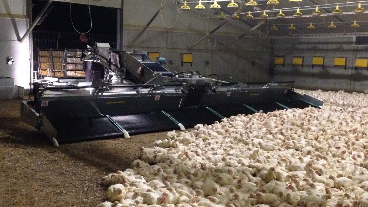2020 Amazing Modern Chicken Harvesting Machine Fully Automatic - YouTube