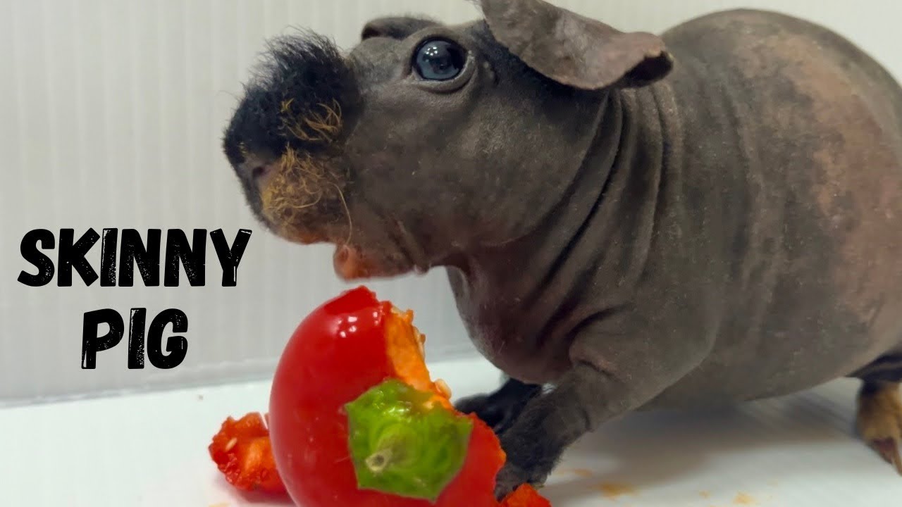 Skinny Pig Eating Peppers - YouTube
