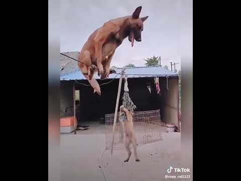 Funy.video.[][][][][][].whaspp status.[][][].Entertainment .[][][]