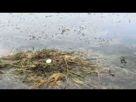 Qızılağac dövlət Təbiət qoruğu Azerbaijan Travel Places to visit