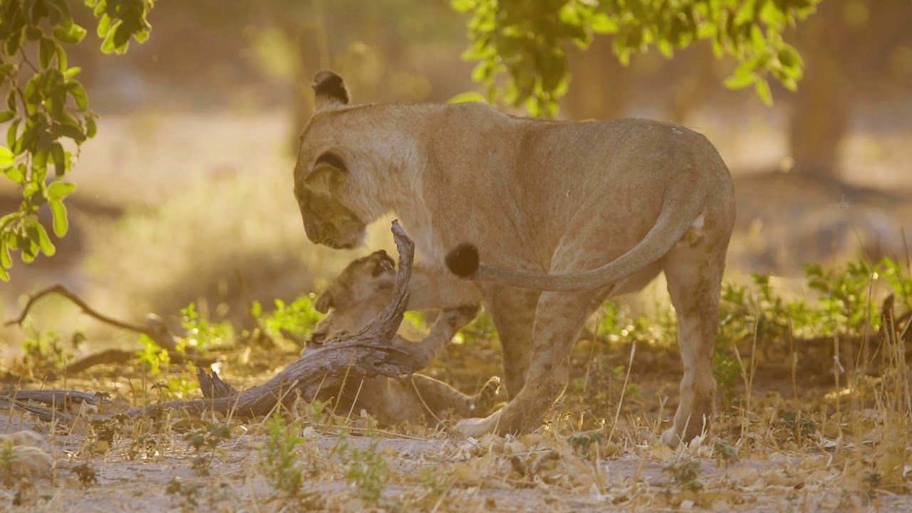 Botswana 4K - Extended Version - YouTube
