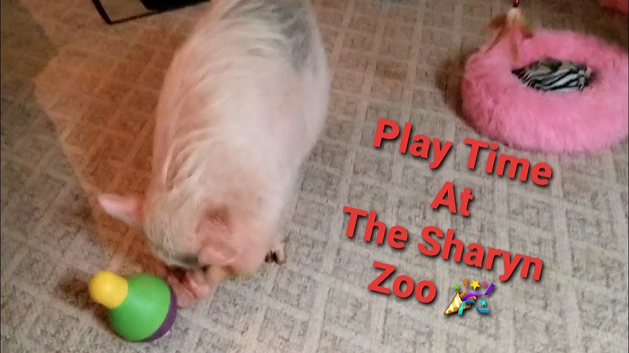 Just Checking In From The Sharyn Zoo With Mini Pig Sammy & The Crew ...