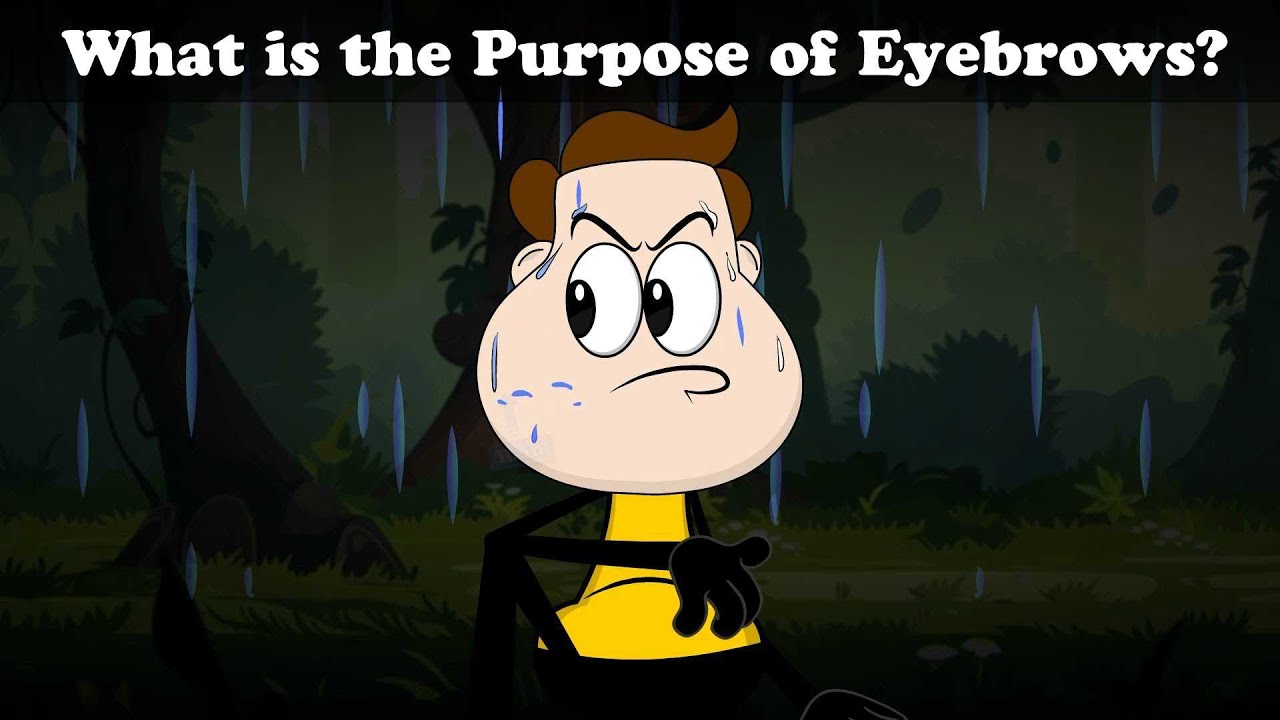 What is the Purpose of Eyebrows? + more videos | #aumsum #kids #cartoon ...