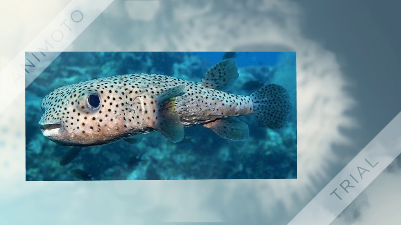 fishes in cuba - YouTube