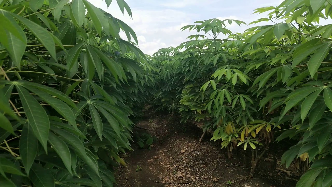 CASSAVA FARM - YouTube