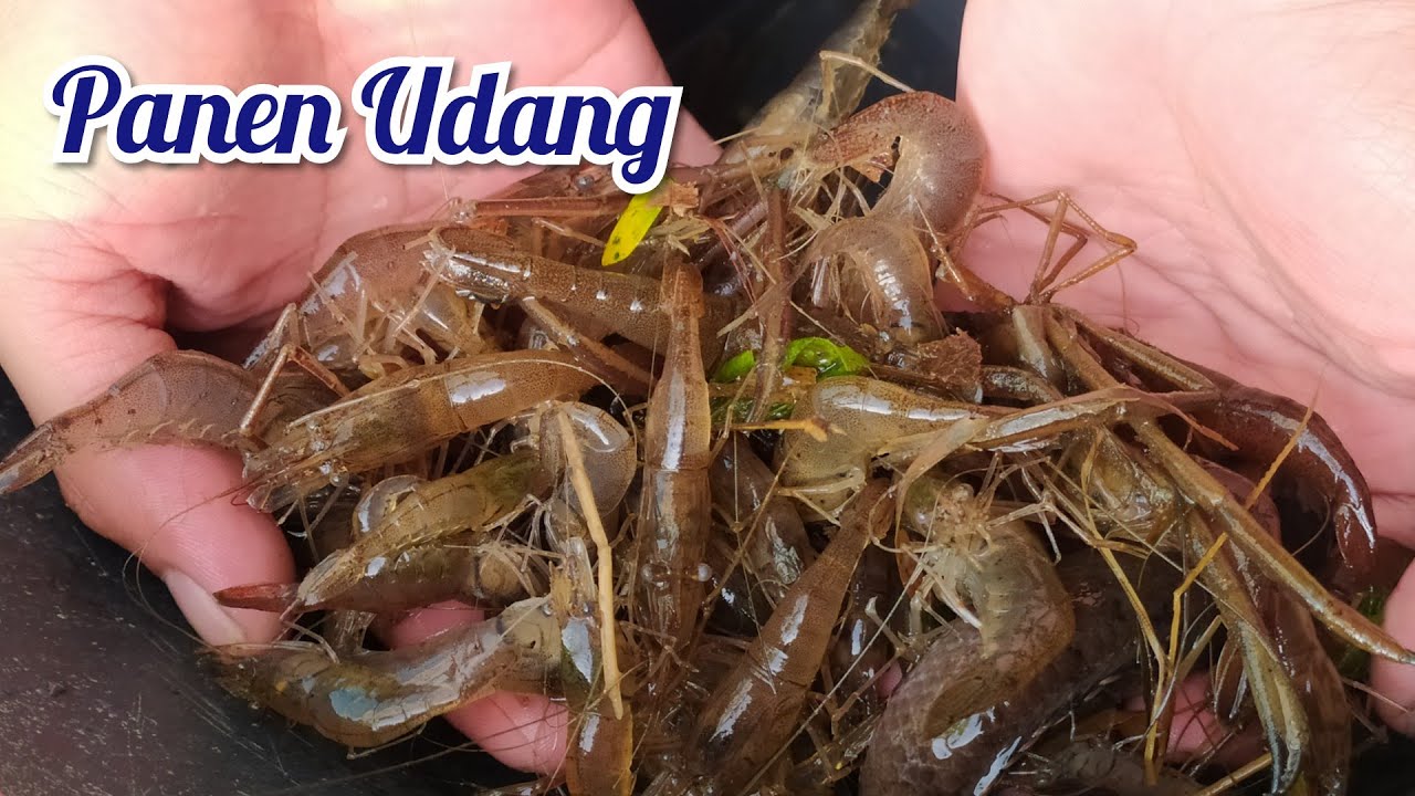 Rekor Udang Kali.. Rejeki Tak Terduga - YouTube